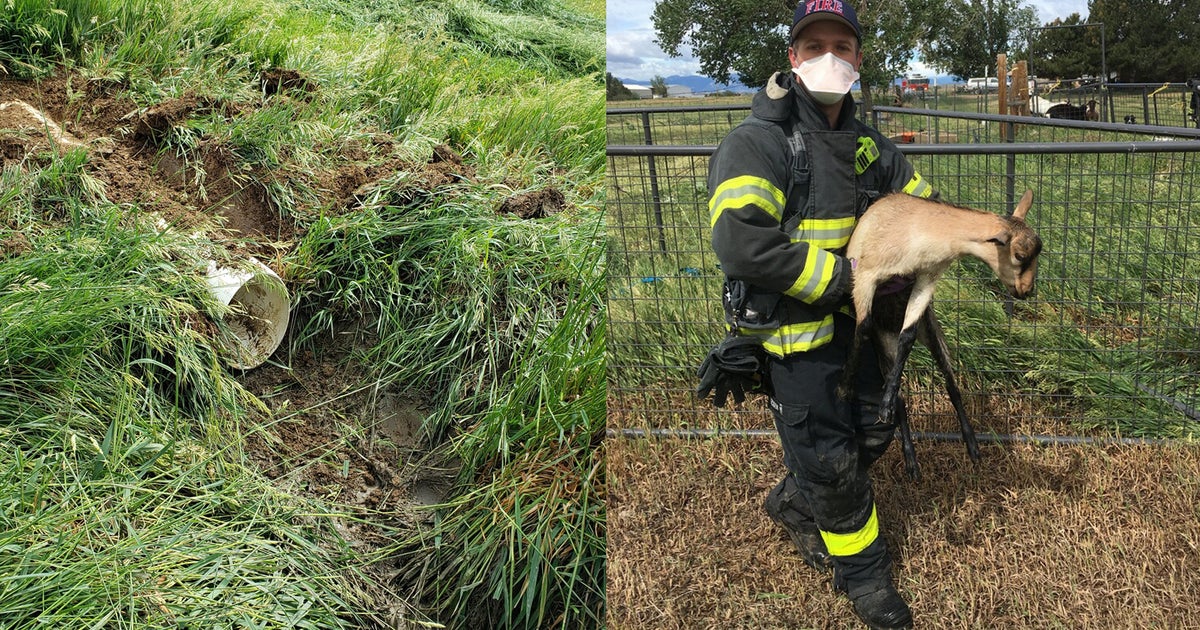 Firefighters Dig Up Drainage Pipe To Rescue Goat Stuck Inside - CBS ...