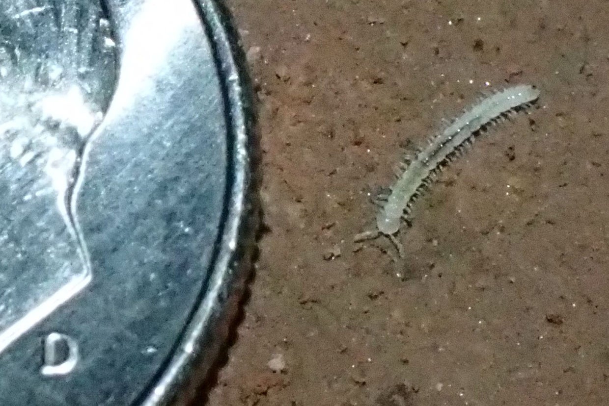 Albino Millipedes With No Eyes Discovered In Colorado Caves - CBS Colorado