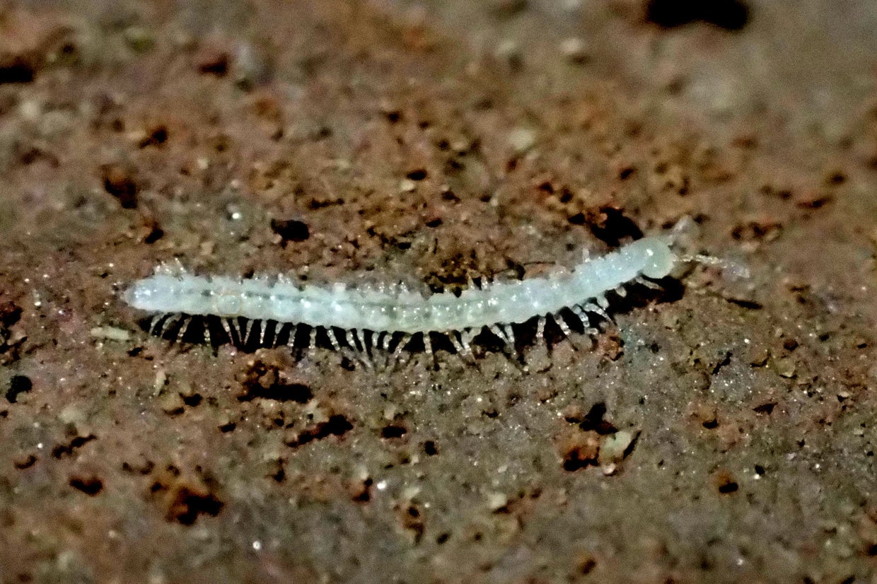 Albino Millipedes With No Eyes Discovered In Colorado Caves - CBS Colorado