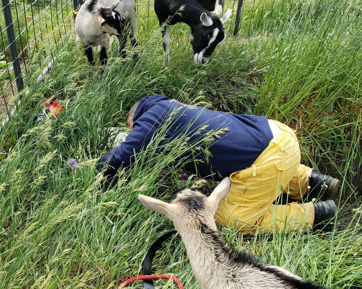 Firefighters Dig Up Drainage Pipe To Rescue Goat Stuck Inside - CBS ...