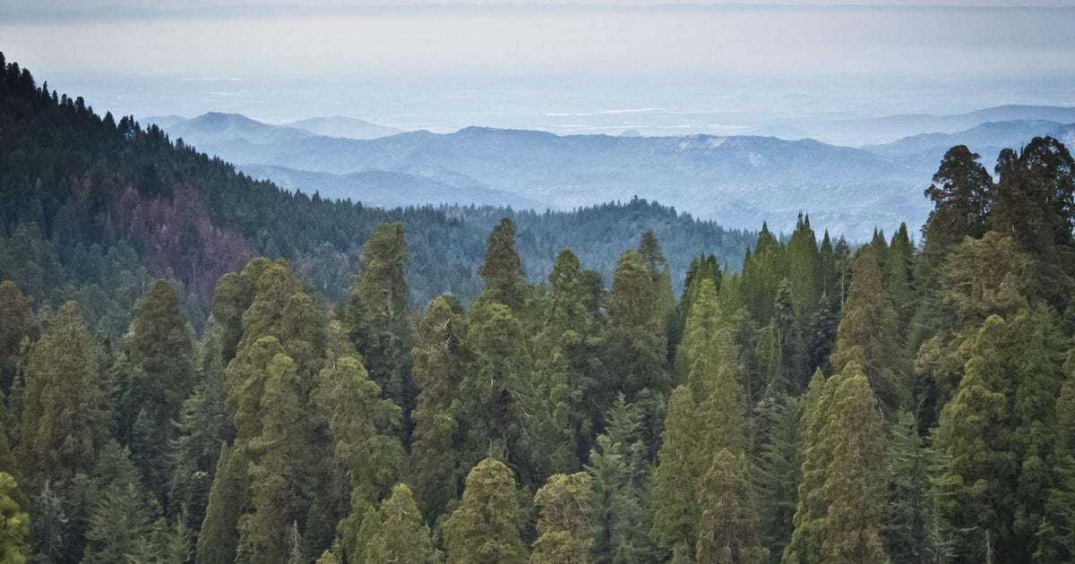 Sequoia National Park partially reopens after March storm damage - CBS ...