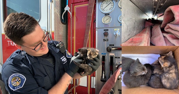 5 Orphaned Kittens Found Inside Fire Truck Hose Compartment At Foster ...