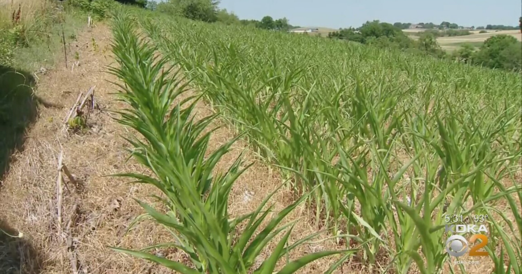 Weather And Coronavirus Take A Toll On This Year's Corn Crop - CBS ...