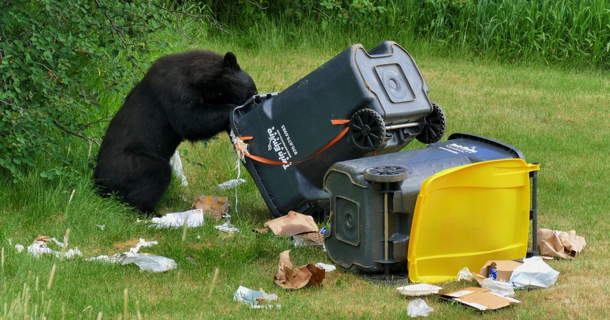 Bear Fights With Locked Trash Container For A Snack In Steamboat ...