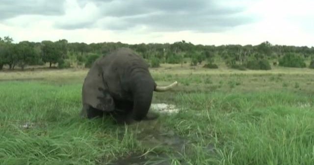 Mysterious elephant deaths under investigation in Botswana - CBS News