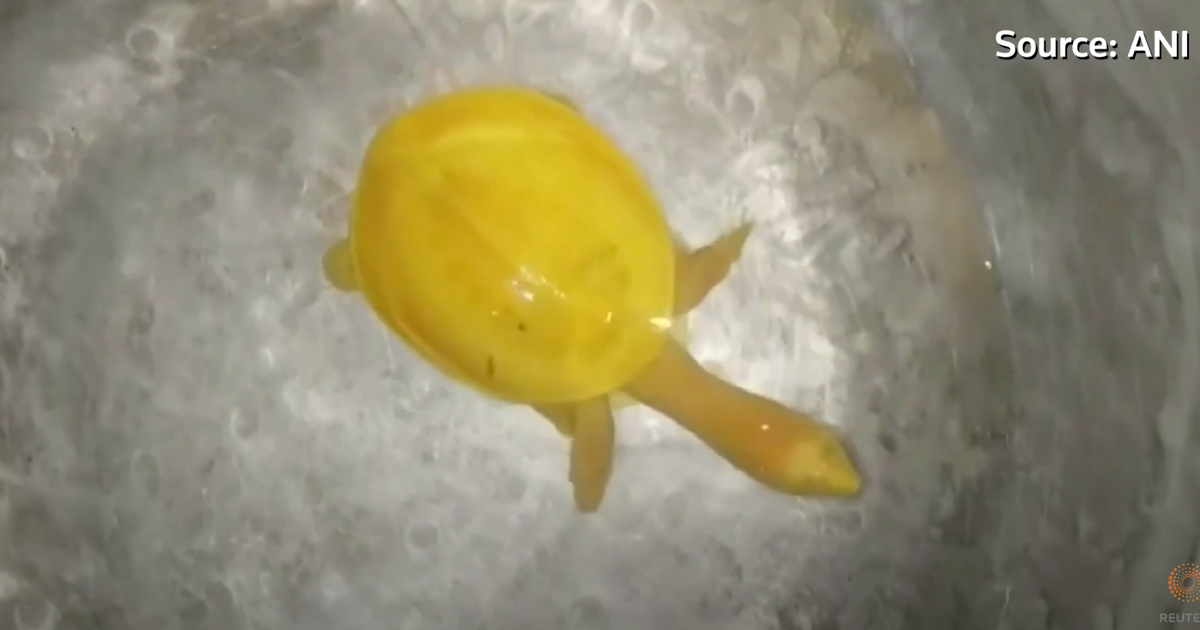 Rare yellow turtle discovered in India - CBS News