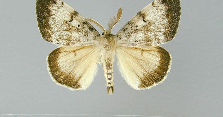 1000s Of Traps Set To Stop Infestation Of Invasive Gypsy Moth Detected ...