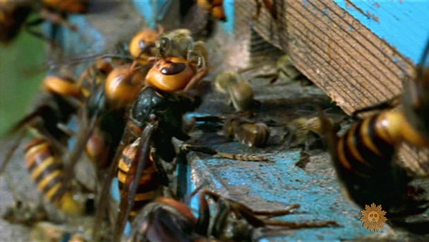 Invasion! The threat from Asian giant hornets - CBS News