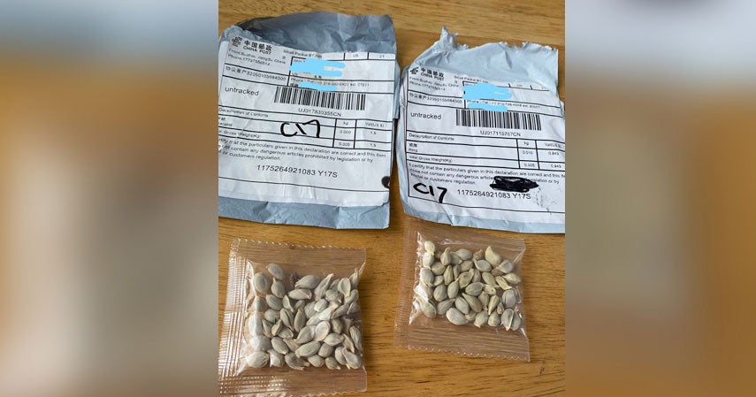 Mysterious Seeds From China: Dangerous To Texas Agriculture? Or Scam ...