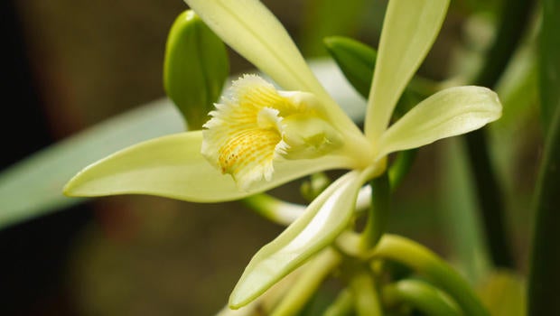 The flavorful story of vanilla - CBS News