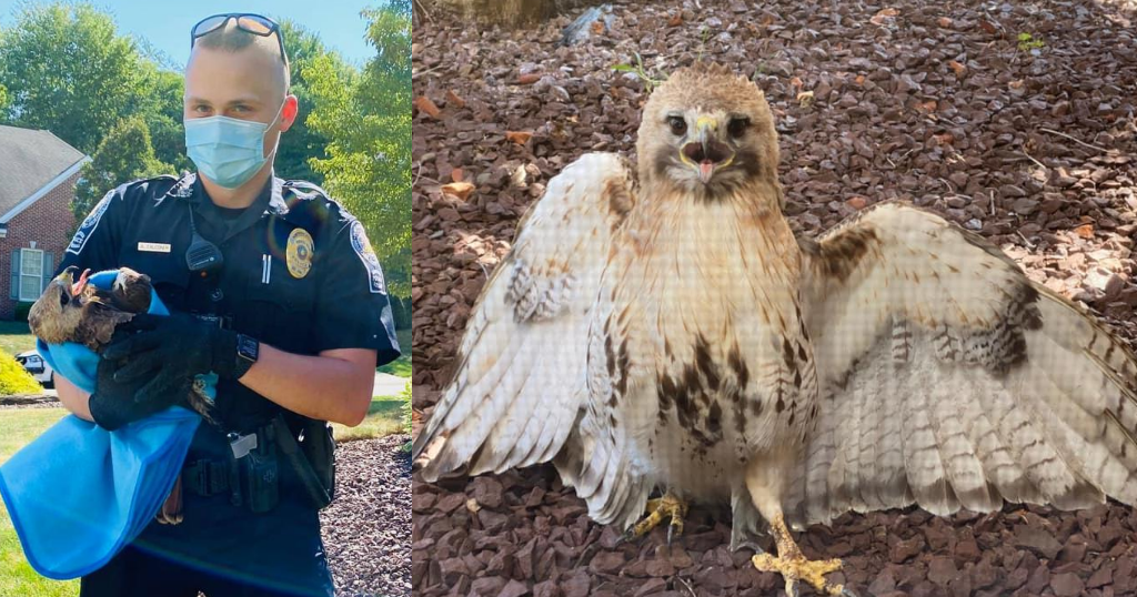 Red-Tailed Hawk With Broken Wing Rescued In Pine Township - CBS Pittsburgh