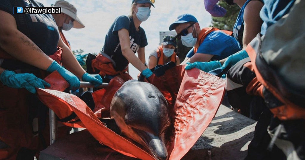 Dozens Of Dolphins Stranded On Wellfleet Beach Rescued By Volunteers ...