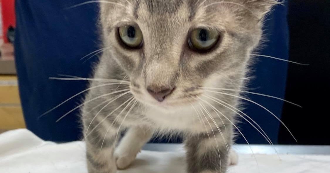 Amarillo The Cat Is Up For Adoption At The MDSPCA - CBS Baltimore