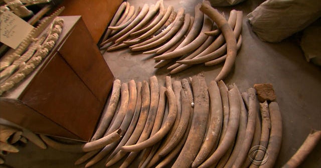 U.S. cracks down on elephant ivory trade - CBS News