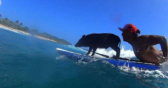 Surfing pig charms beachgoers in Hawaii - CBS News