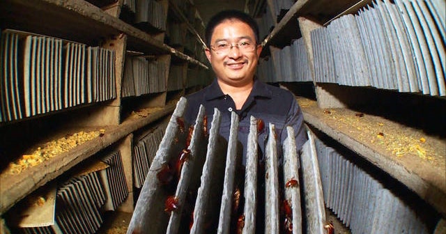 Preview: Cockroach farming business is booming in China - CBS News