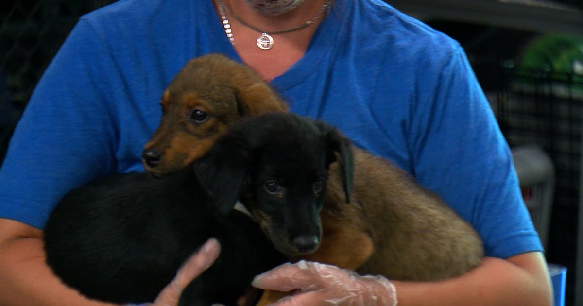 Humane Animal Rescue of Pittsburgh hosts Pet-a-Palooza - CBS Pittsburgh