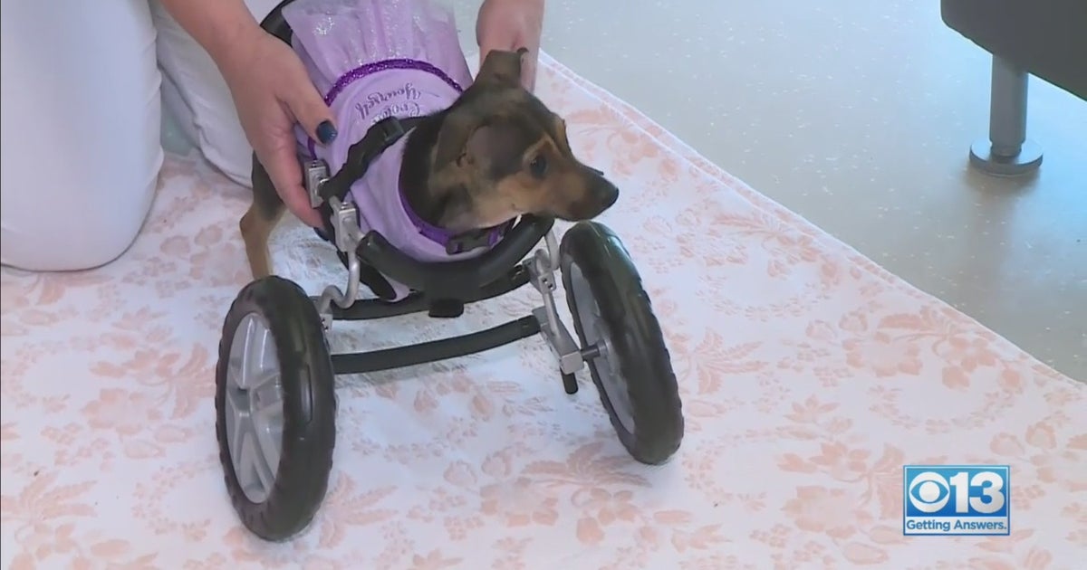 Abandoned Pup Missing Front Legs Shows No Signs Of Slowing Down In Elk ...