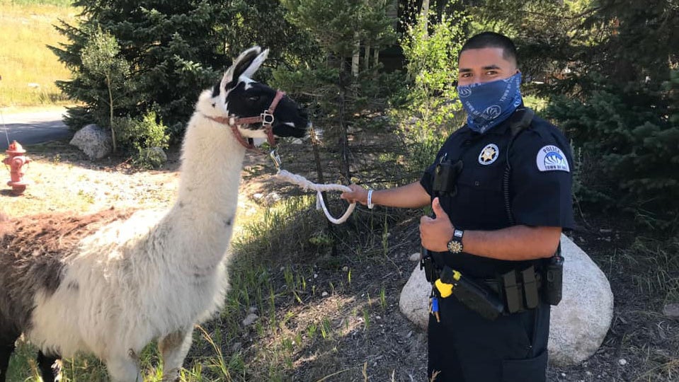Llama, Llama, Lemonade Stand Drama For Vail Police - CBS Colorado