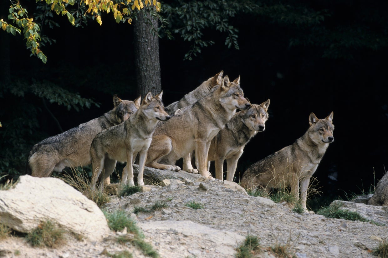 Feds offer $50,000 reward after 3 endangered gray wolves found dead in ...