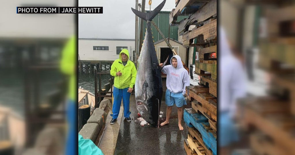 Teens Catch 800-Pound Tuna Off Maine Coast - CBS Boston