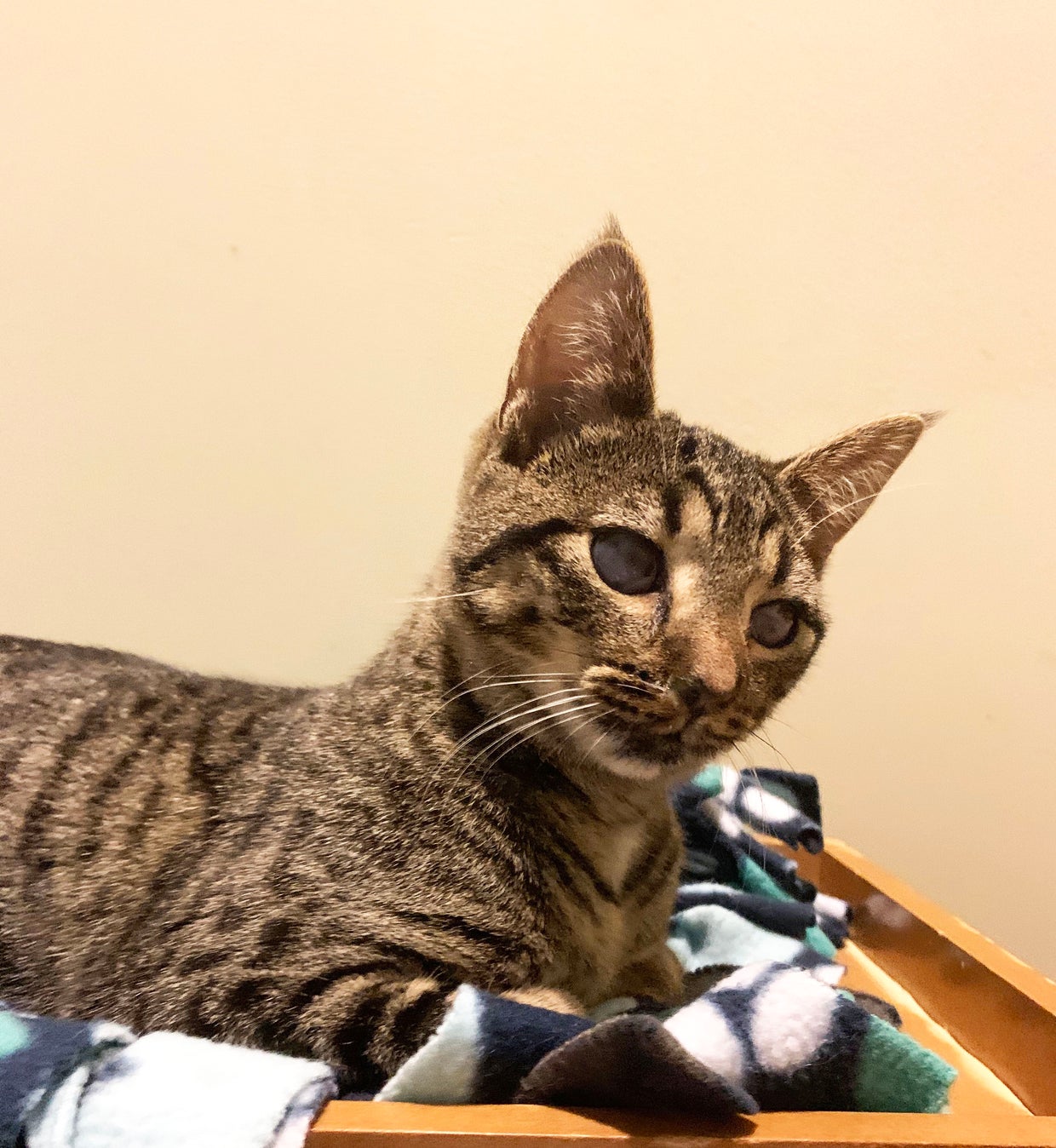 Kittens Tabitha And Tango Are Looking To Be Adopted From The MDSPCA ...