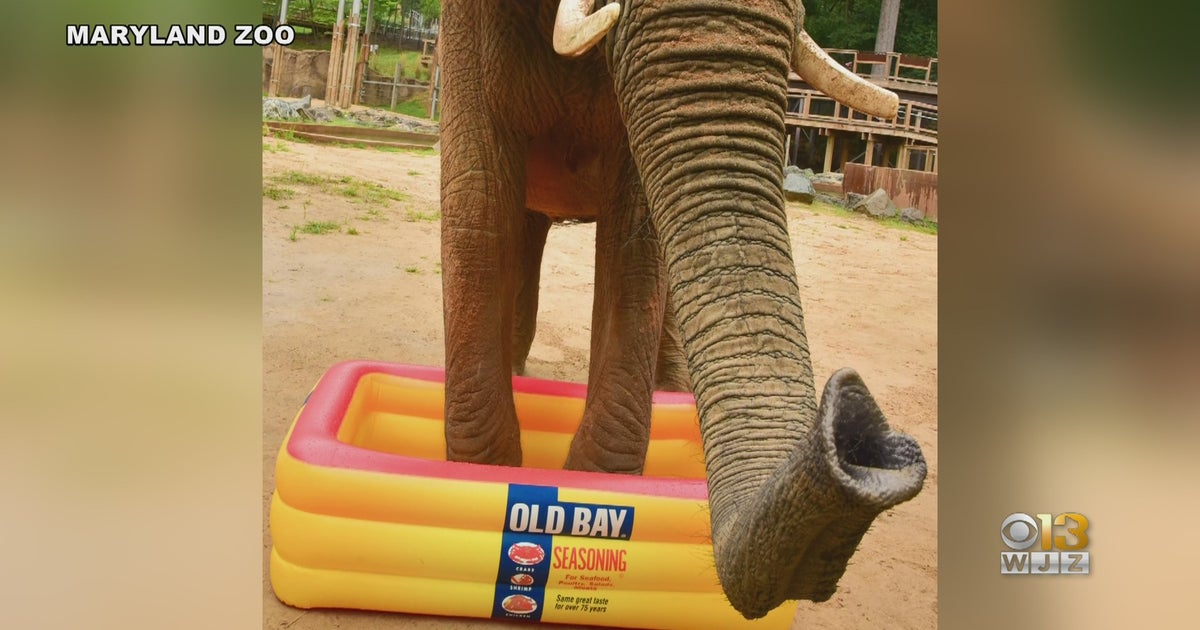 Animals At Maryland Zoo Cool Off In Old Bay Pools, Slides - CBS Baltimore