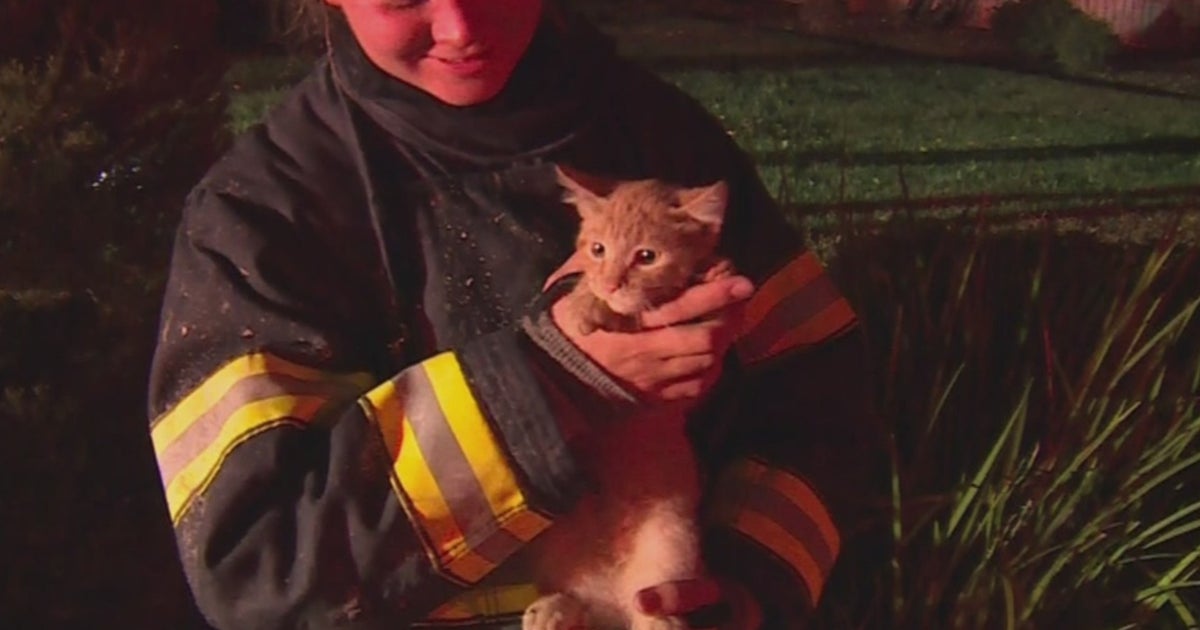3 People, Kitten Escape Early Morning House Fire Near Davis - Good Day ...