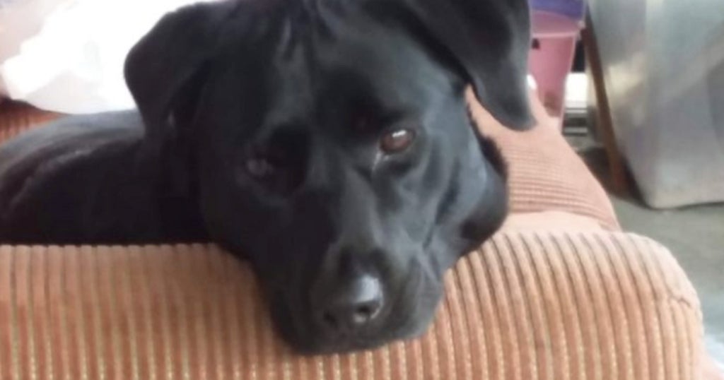 Jeannette Community Raising Money For Service Dog In Need Of Surgery jeannette-community-raising-money-for-service-dog-in-need-of-surgery