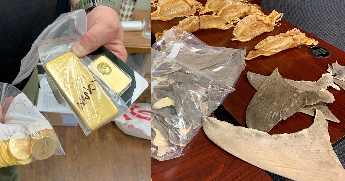 Indictment Accuses 12 Of Illegally Trading Shark Fins, Drugs, Precious ...