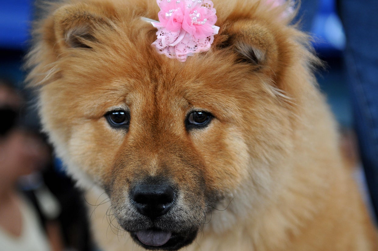 The most popular dog breeds in America