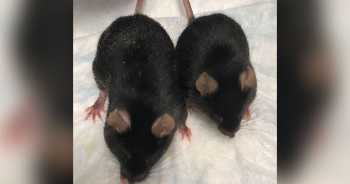 The 'Mighty Mice' That Went To Space Could Help Protect Astronauts ...