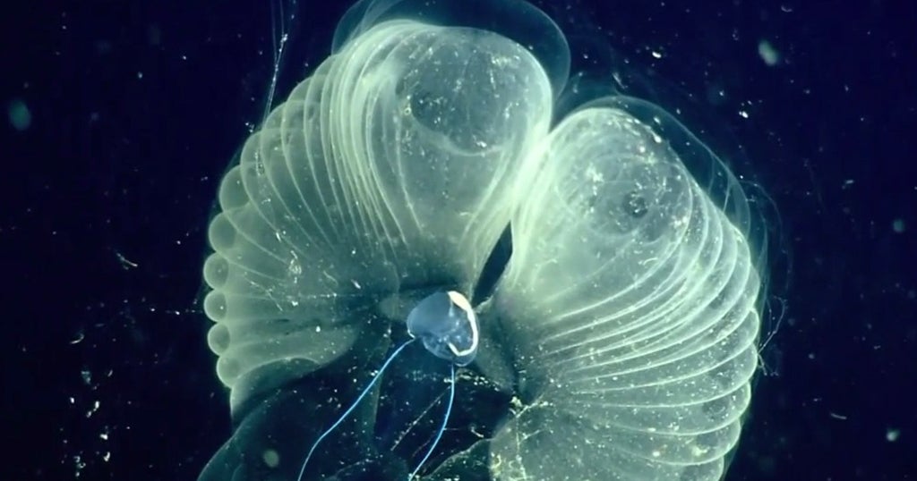 Tiny Sea Creatures Might Hold Secret to Slowing Climate Change - CBS ...