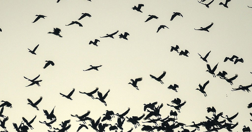 Thousands Of Birds To Fly Over Pittsburgh Area On Monday Night During ...