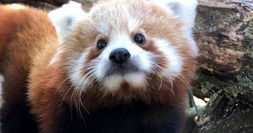 First Red Panda Born At Buttonwood Park Zoo Makes Debut In Outdoor ...