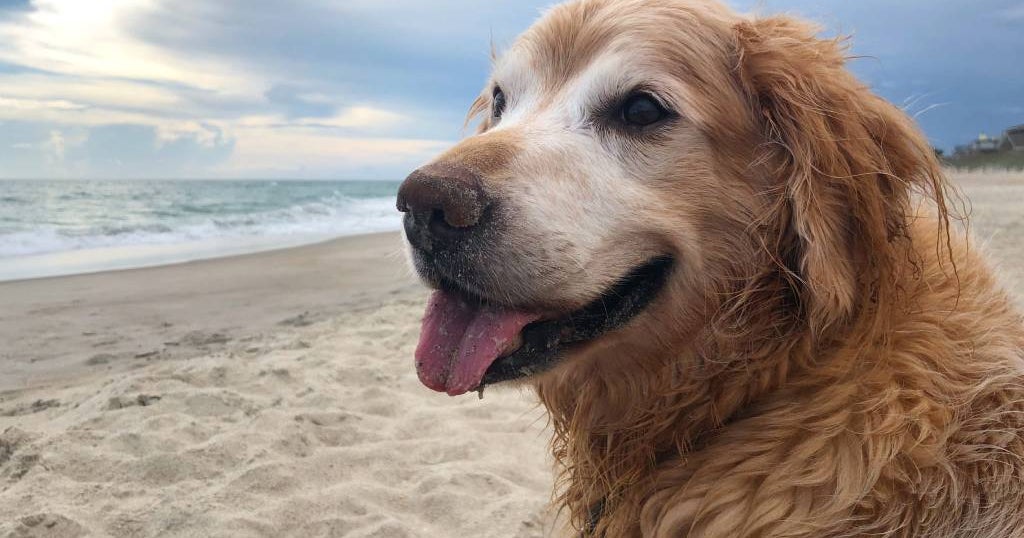 Obituary For Beloved 7-Year-Old Golden Retriever Who Died After Battle ...