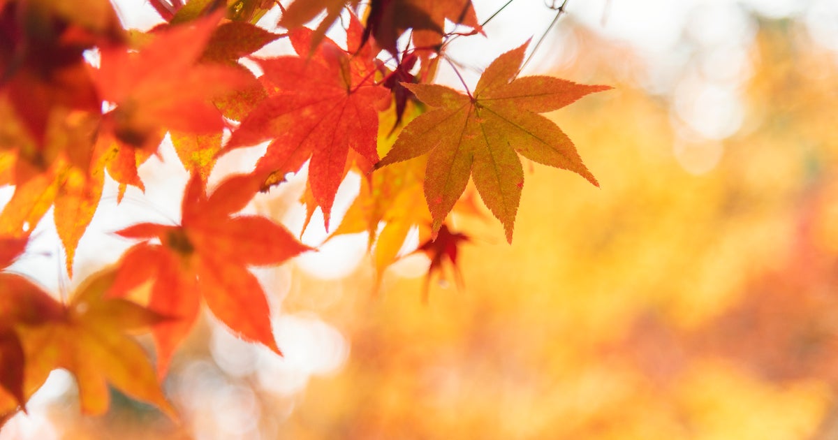 Fall Foliage Report: Central Maryland nears peak colors - CBS Baltimore