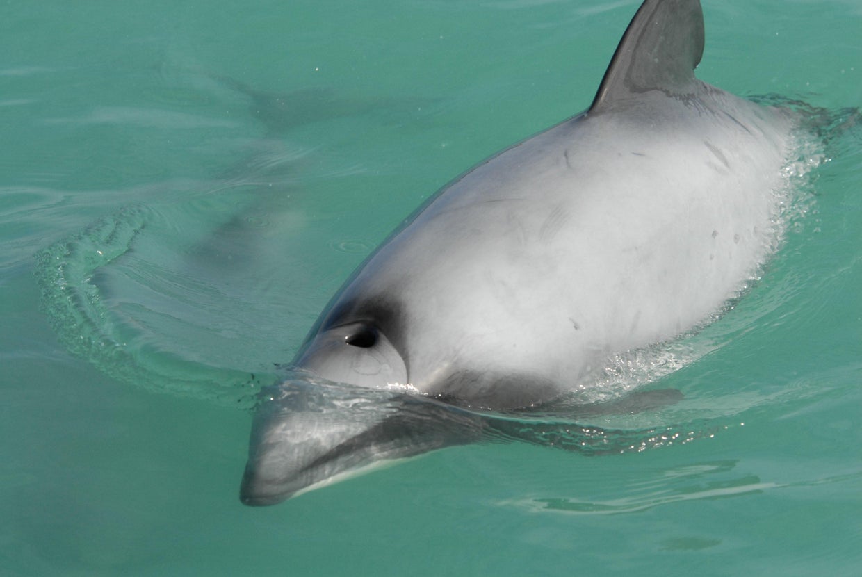 The most endangered species on Earth