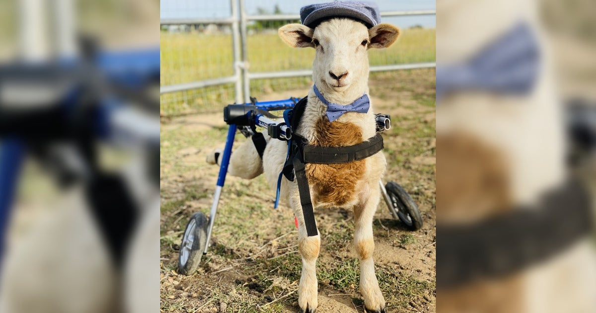 Scooter McScooterson, Disabled Lamb From Vacaville, Featured In ...