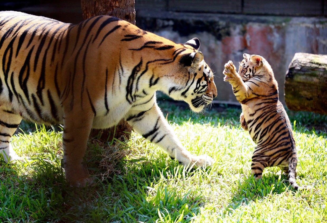 The most endangered species on Earth