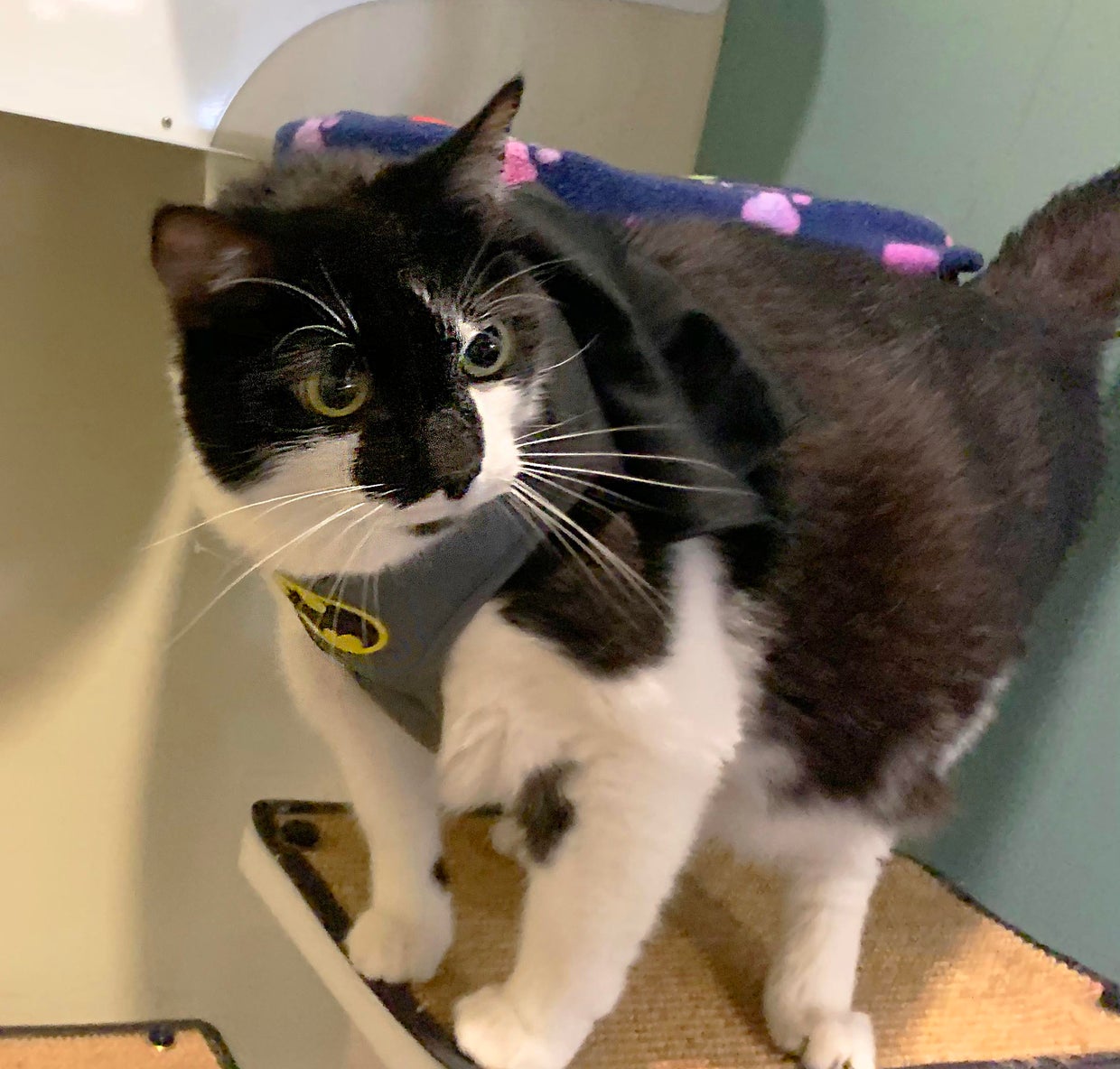 Mister The Cat Is Up For Adoption At The MDSPCA - CBS Baltimore