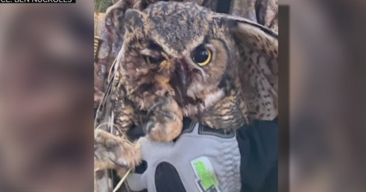 Rocklin Couple Saves Great Horned Owl Thanks To Frisbee Golf Game - CBS ...