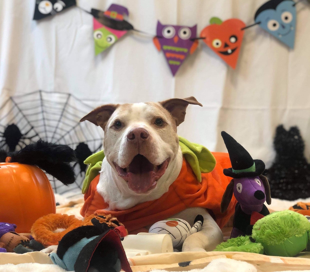 Louie The Dog Is Up For Adoption At The MDSPCA - CBS Baltimore