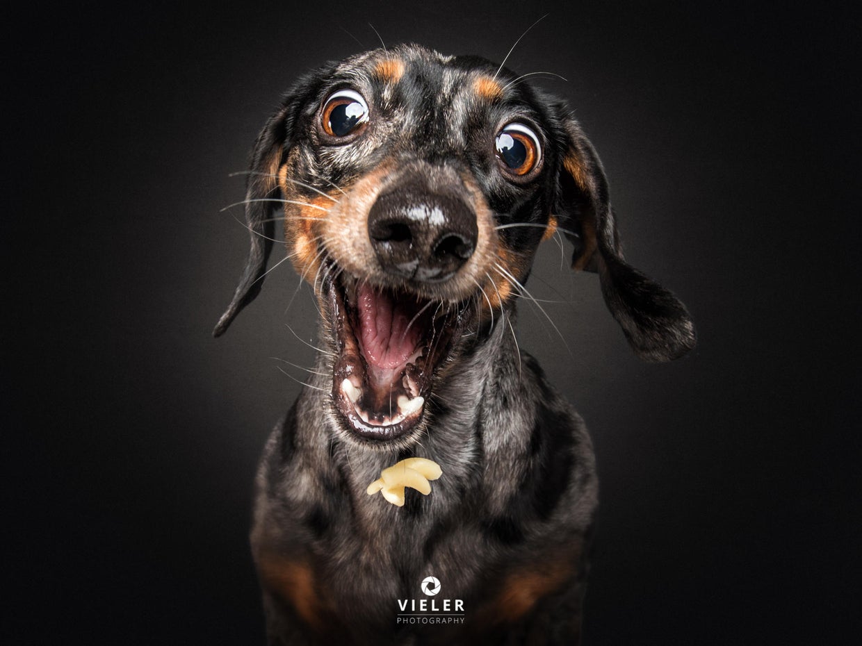 Just 54 photos of dogs getting treats