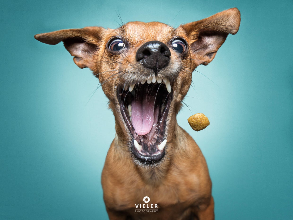 Just 54 photos of dogs getting treats