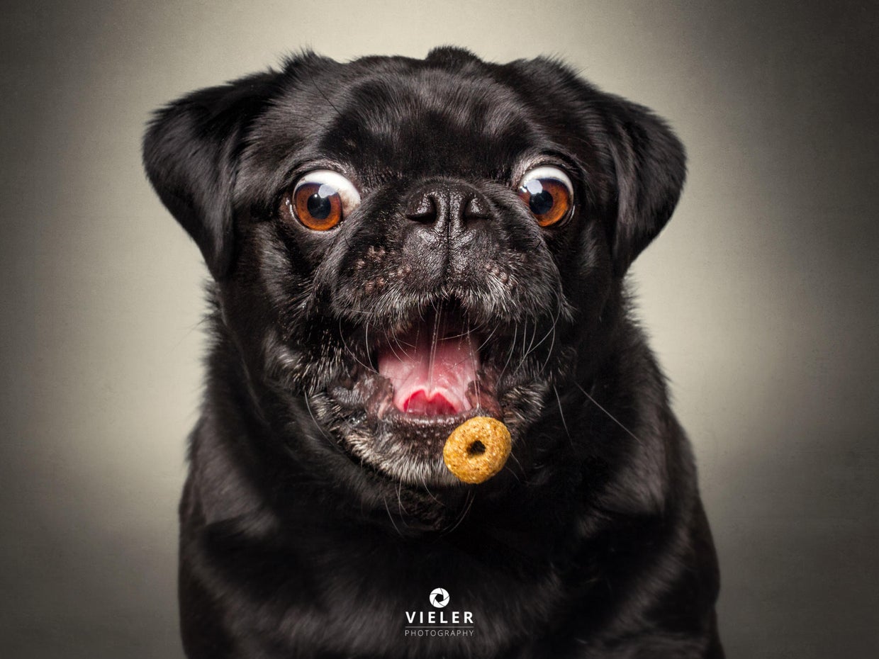 Just 54 photos of dogs getting treats