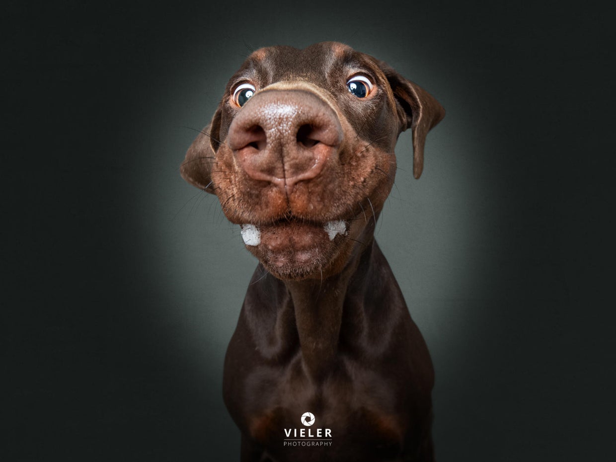 Just 54 photos of dogs getting treats