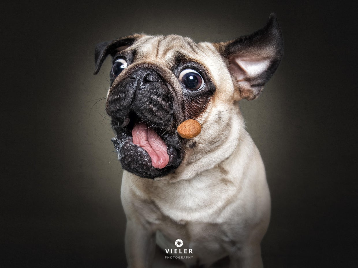 Just 54 photos of dogs getting treats