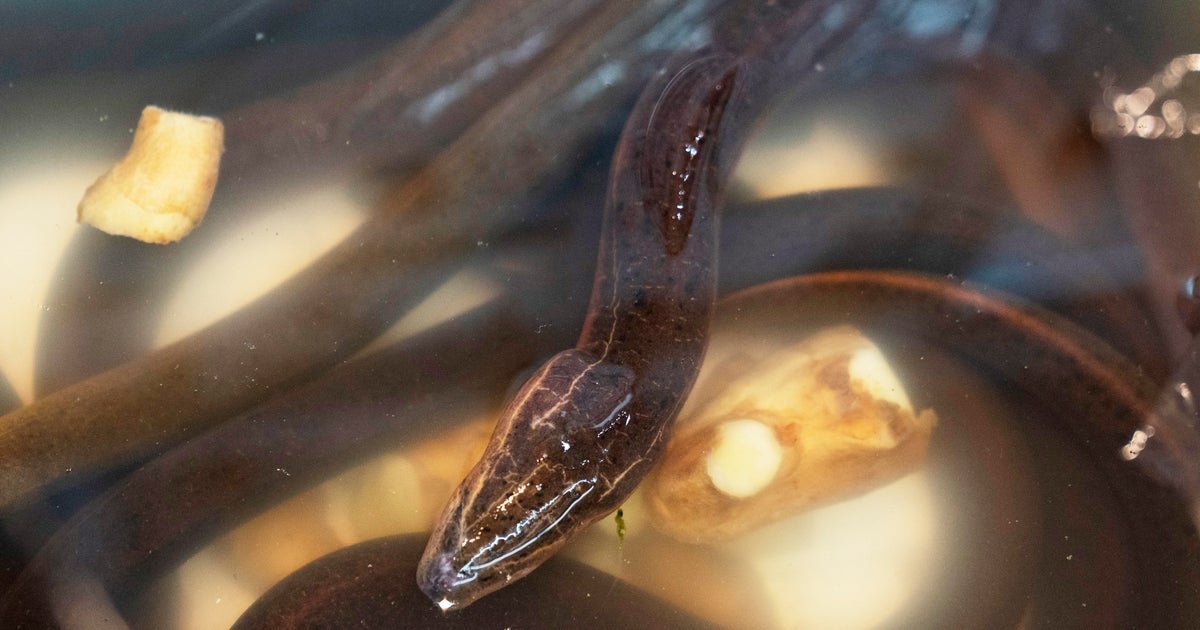 "Big pile" of eels dumped at lake in Brooklyn park - CBS News