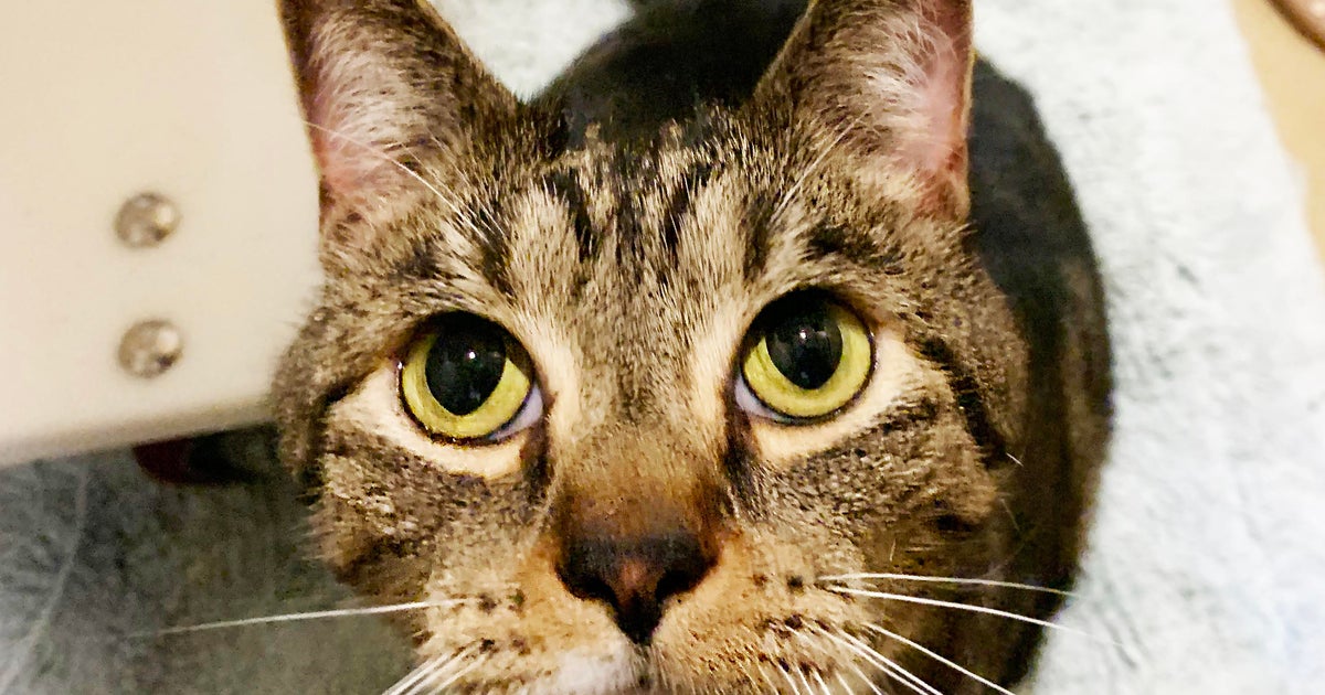 Twinkle And Tigger The Cats Are Up For Adoption At The MDSPCA - CBS ...